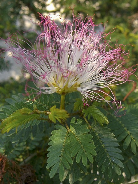 Arbres aux houppettes du Surinam - Calliandra surinamensis - Le Jardin ...