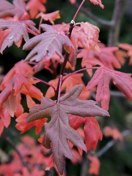 Pommier à feuilles trilobées - Malus trilobata - Le Jardin du Pic Vert