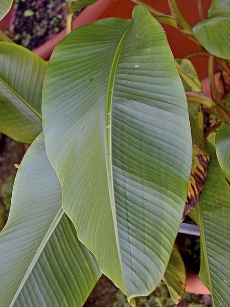 Banane à fourrure, Banane rose - Musa velutina - Le Jardin du Pic Vert