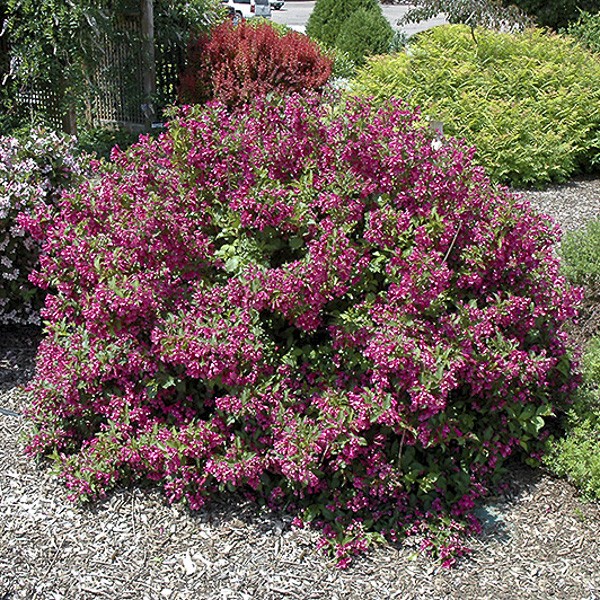 Weigela nain 'Minuet' - Weigela florida 'Minuet' - Le Jardin du Pic Vert