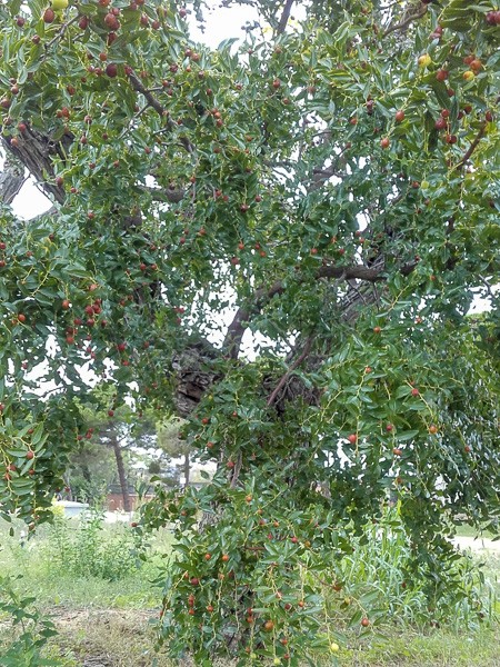Jujubier commun, dattier chinois - Ziziphus jujuba - Le Jardin du Pic Vert