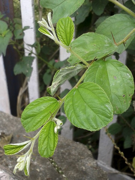 Jujubier commun, dattier chinois - Ziziphus jujuba - Le Jardin du Pic Vert