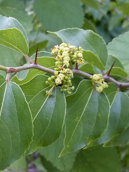 Jujubier commun, dattier chinois - Ziziphus jujuba - Le Jardin du Pic Vert