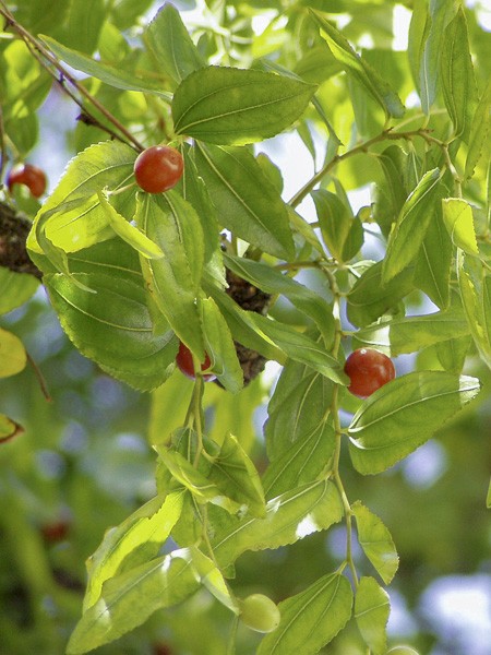 Jujubier commun, dattier chinois - Ziziphus jujuba - Le Jardin du Pic Vert