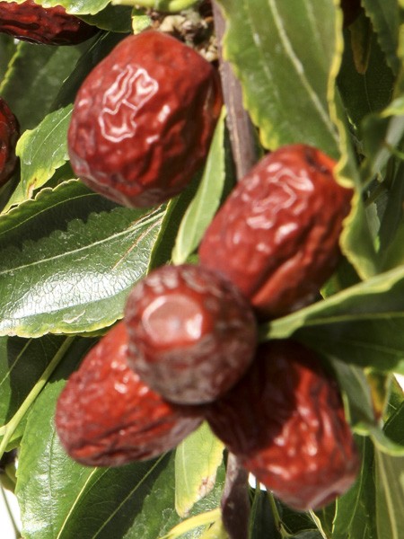 Jujubier commun, dattier chinois - Ziziphus jujuba - Le Jardin du Pic Vert