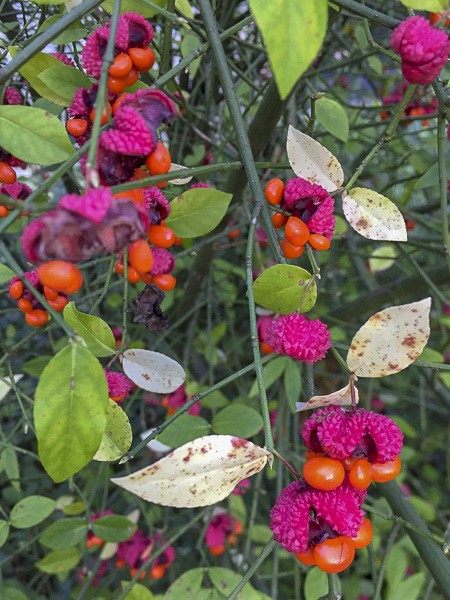 Fusain américain - Euonymus americanus - Le Jardin du Pic Vert
