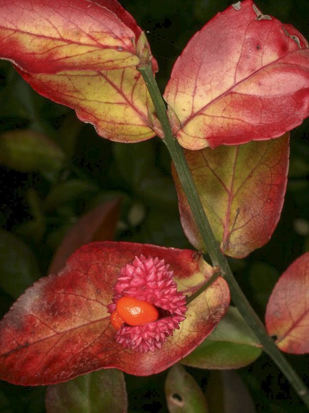 Fusain américain - Euonymus americanus - Le Jardin du Pic Vert