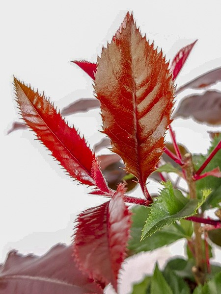 Photinia 'Magical Volcano' - Photinia x fraseri 'Magical Volcano' - Le ...
