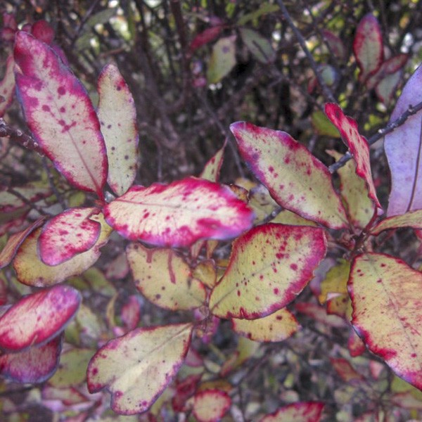 Pseudowintera colorata - Pseudowintera colorata - Le Jardin du Pic Vert