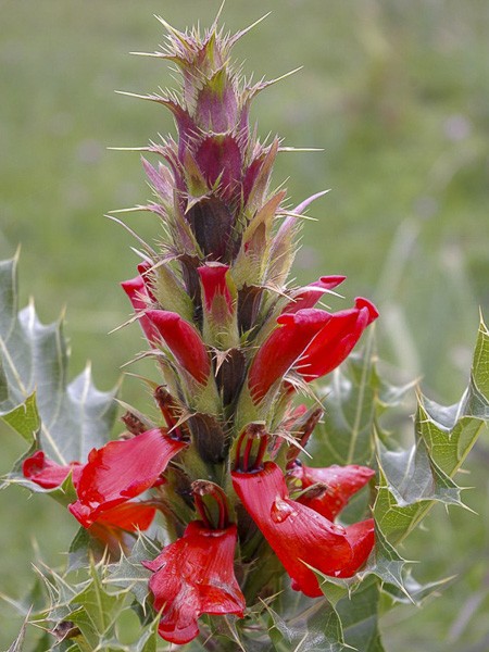Acanthe - Acanthus sennii - Le Jardin du Pic Vert