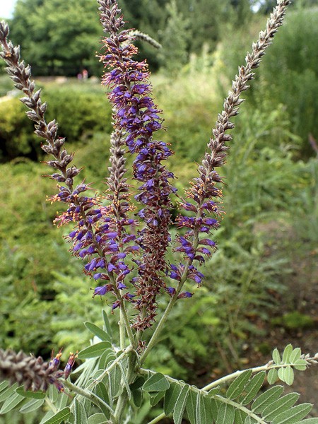 Faux Indigo canescens - Amorpha canescens - Le Jardin du Pic Vert