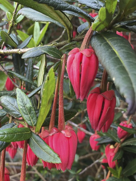 Arbre aux lanternes - Crinodendron hookerianum - Le Jardin du Pic Vert