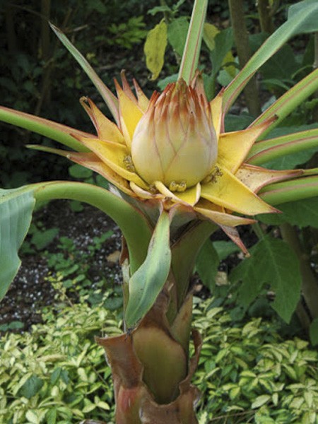 Bananier nain chinois, Lotus d'or - Musella lasiocarpa - Le Jardin du ...
