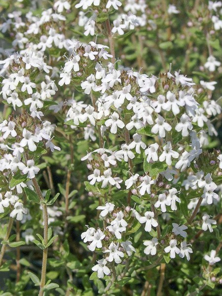 Thym orange - Thymus vulgaris 'Fragrantissimum' - Le Jardin du Pic Vert