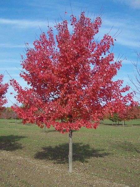 Érable rouge 'Summer Red' - Acer rubrum 'Summer Red' - Le Jardin du Pic ...