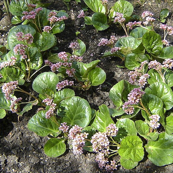 Bergénia ciliata - Bergenia ciliata - Le Jardin du Pic Vert