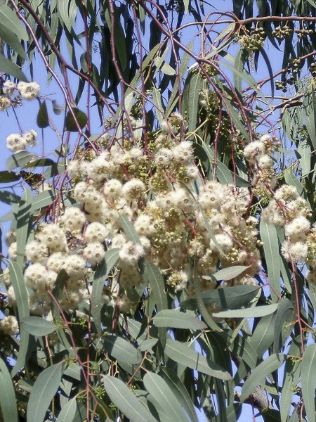 Eucalyptus parviflora - Eucalyptus parviflora - Le Jardin du Pic Vert
