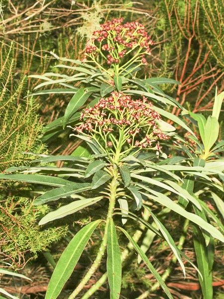Euphorbe - Euphorbia mellifera - Le Jardin du Pic Vert