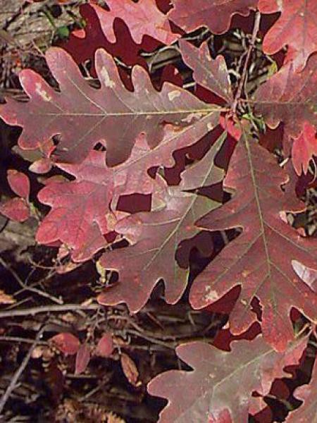 Chêne blanc - Quercus alba - Le Jardin du Pic Vert