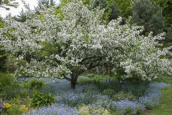 Pommier d'ornement nain - Malus toringo sargentii 'Tina' - Le Jardin du ...