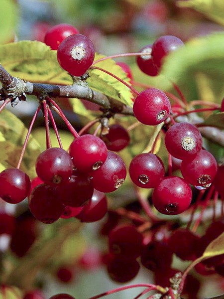 Pommier d'ornement nain - Malus toringo sargentii 'Tina' - Le Jardin du ...