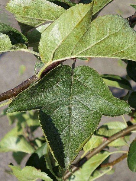 Pommier d'ornement nain - Malus toringo sargentii 'Tina' - Le Jardin du ...