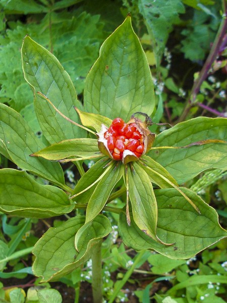Paris polyphylla - Paris polyphylla - Le Jardin du Pic Vert