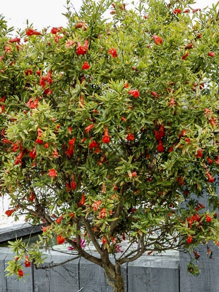 Grenadier - Punica granatum - Le Jardin du Pic Vert