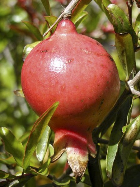 Grenadier - Punica granatum - Le Jardin du Pic Vert