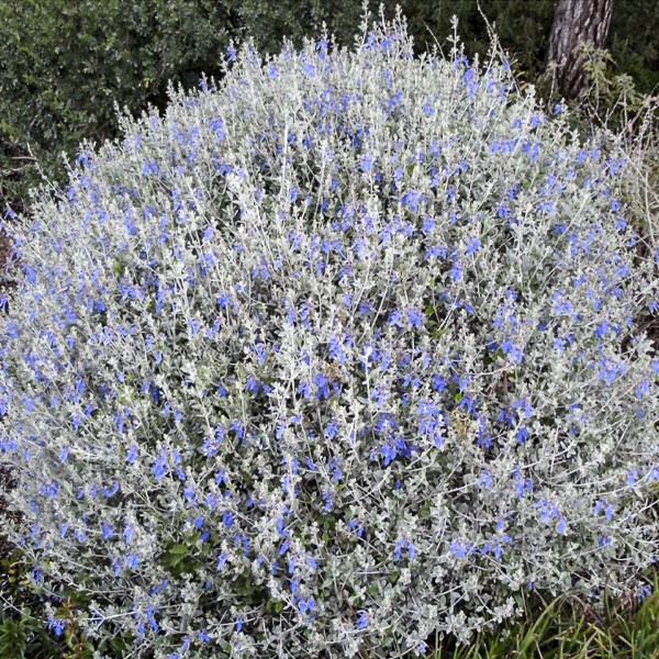 Germandrée arbustive - Teucrium fruticans - Le Jardin du Pic Vert