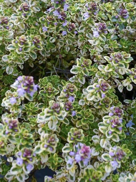 Thym citron panaché - Thymus x citriodorus 'Variegated' - Le Jardin du ...