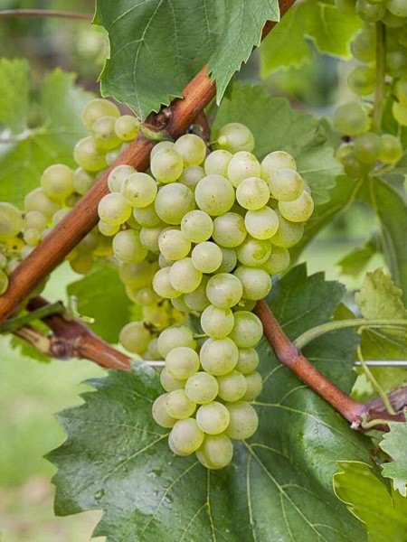 Vigne - Vitis vinifera 'Bianca' - Le Jardin du Pic Vert