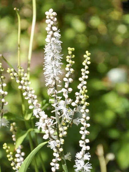 Actée japonica - Actaea japonica - Le Jardin du Pic Vert