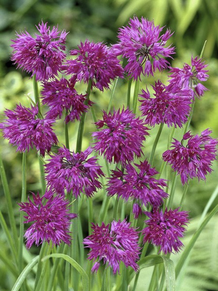 Ail d'ornement cyathophorum var farreri - Allium cyathophorum var ...