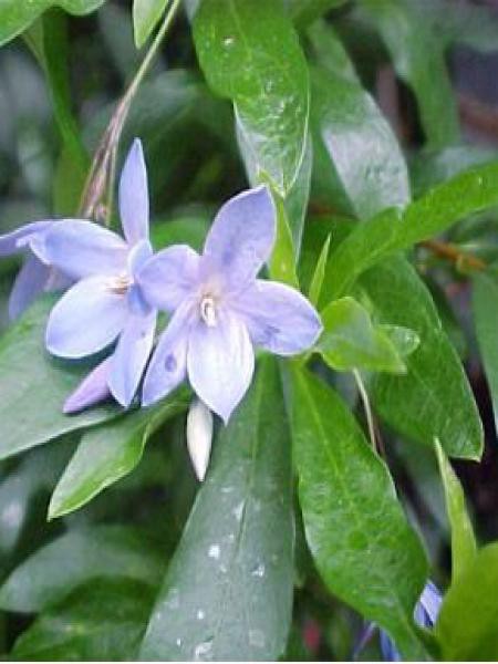 Sollya heterophylla - Sollya heterophylla - Le Jardin du Pic Vert