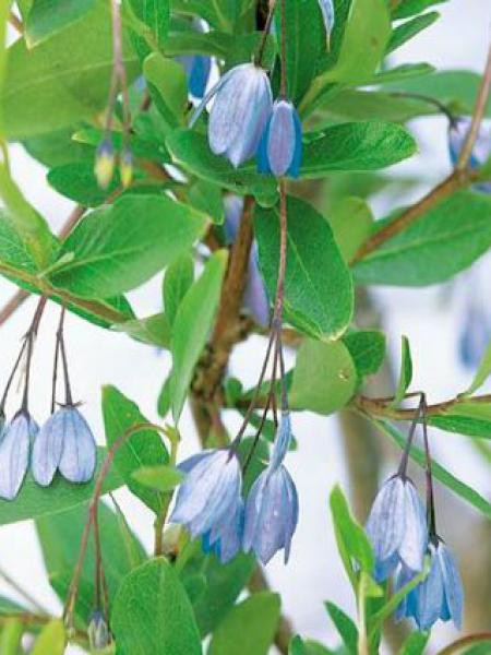 Sollya heterophylla - Sollya heterophylla - Le Jardin du Pic Vert