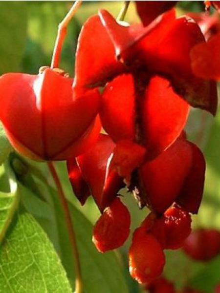 Fusain planipes - Euonymus planipes - Le Jardin du Pic Vert