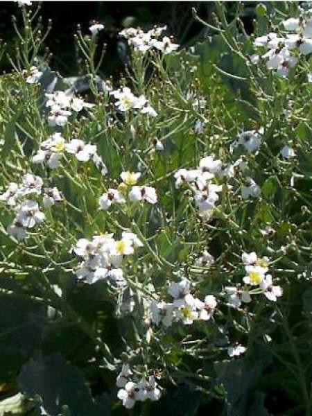 Chou maritime - Crambe maritima - Le Jardin du Pic Vert