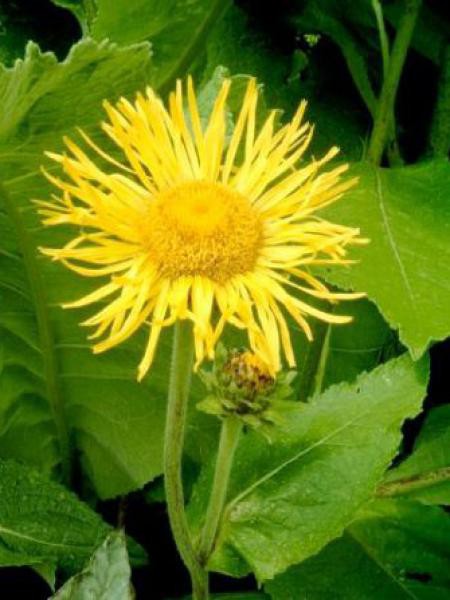 Grande aunée - Inula helenium - Le Jardin du Pic Vert
