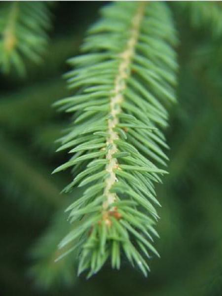 Epicéa commun - Picea abies - Le Jardin du Pic Vert