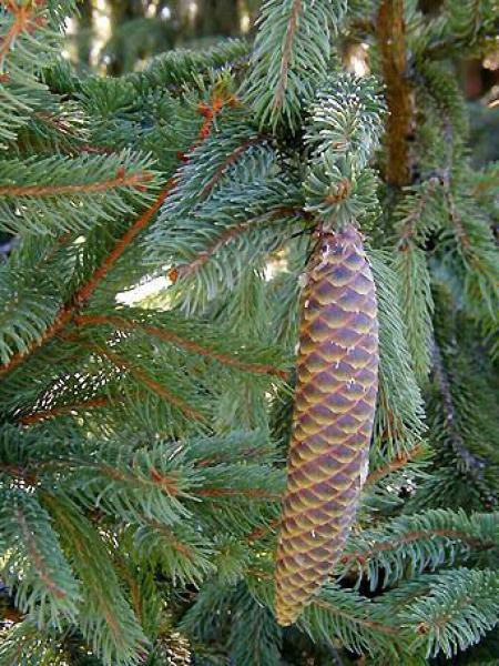 Epicéa commun - Picea abies - Le Jardin du Pic Vert