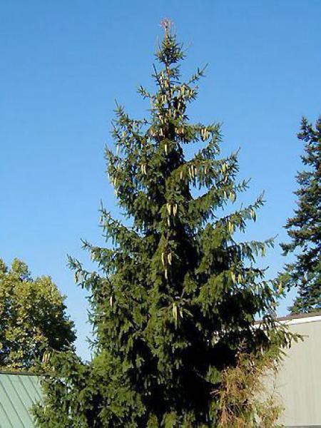 Epicéa commun - Picea abies - Le Jardin du Pic Vert