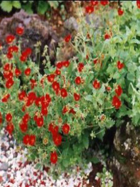 Potentille vivace - Potentilla atrosanguinea - Le Jardin du Pic Vert