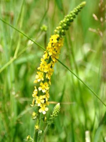 Aigremoine eupatoire - Agrimonia eupatoria - Le Jardin du Pic Vert