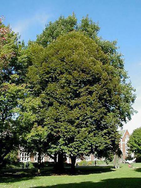 Tilleul à grandes feuilles, Tilleul de Hollande - Tilia platyphyllos ...