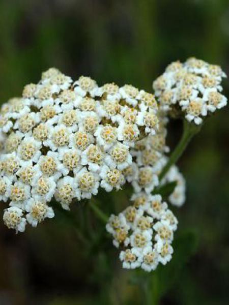 Achillée odorante - Achillea odorata - Le Jardin du Pic Vert