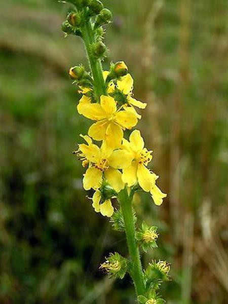Aigremoine eupatoire - Agrimonia eupatoria - Le Jardin du Pic Vert