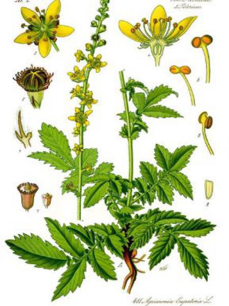 Aigremoine eupatoire - Agrimonia eupatoria - Le Jardin du Pic Vert