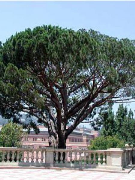 Pin pignon, pin parasol, pin pinier - Pinus pinea - Le Jardin du Pic Vert