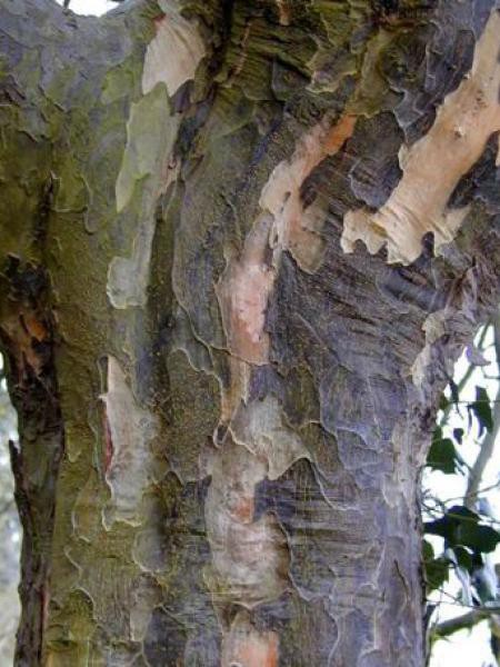 Arbre de fer - Parrotia persica - Le Jardin du Pic Vert